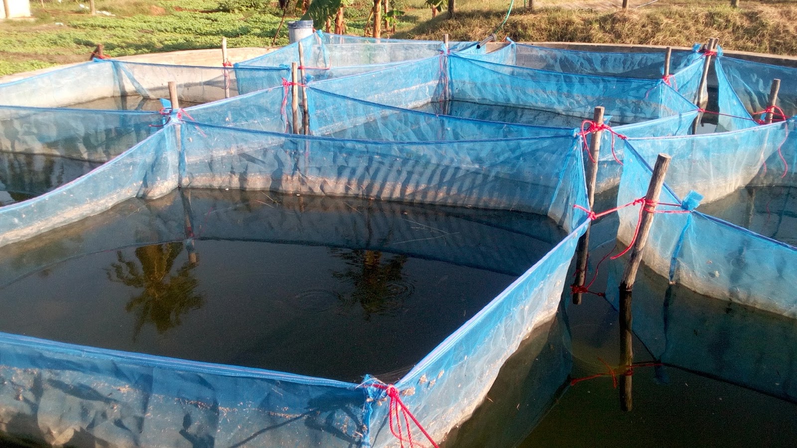 Aqua-business con: Rearing of fish in Hapa