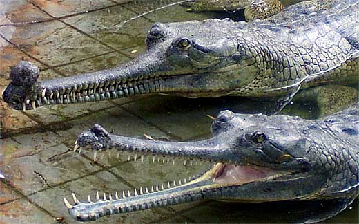O Livro da Natureza: Gavial