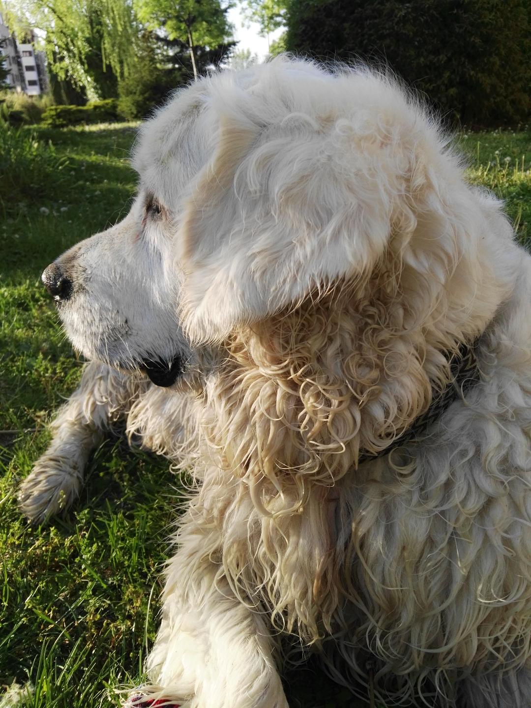 Cooper. - viajes con mi perro