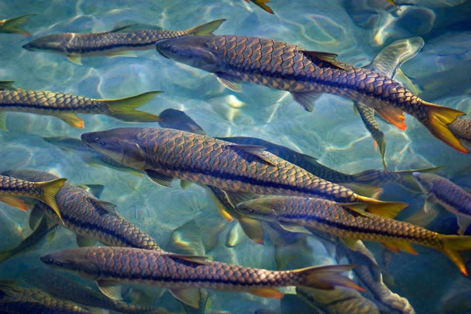 List of National Things of Pakistan (Animal, Bird, Color, Day, Monument ...