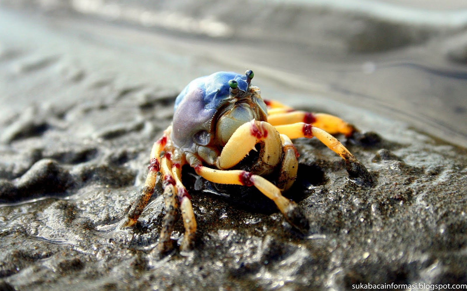 Koleksi Foto Kepiting