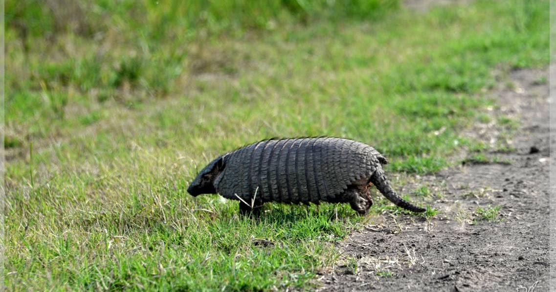 RiCKy: Tres lindos bichitos