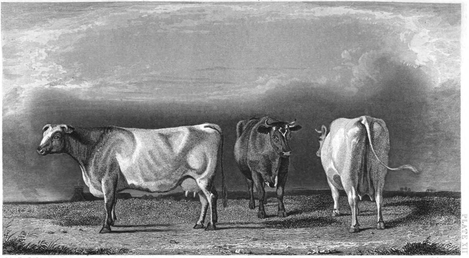 19th Century Historical Tidbits: Cows