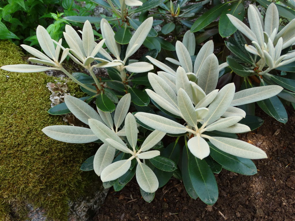 Hagtorpet: Rhododendron - indumentum och tomentum