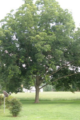 Food Gratitude: Our North Carolina Home