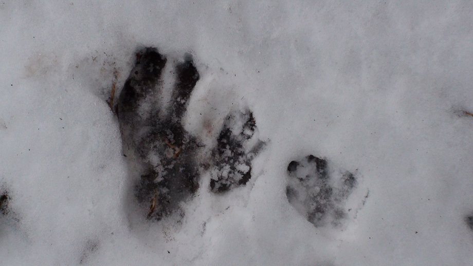 Tales From The Wilds: Tell Tale Tracks