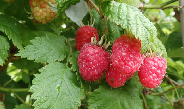 FRAMBUESAS EN EL HUERTO O EN EL JARDÍN