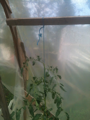 Several Gardens Farm: Training tomatoes on a string
