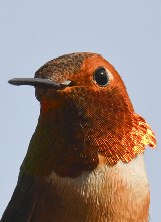 eugenehummingbirds: Hummingbirds....Girls, Boys, Young, Old!