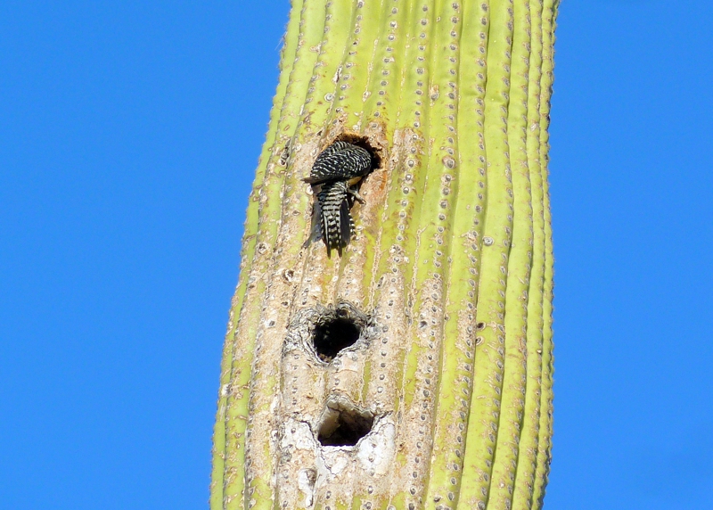 Practical Biology: science for everyone: Life of a Cactus Part 6: Callus