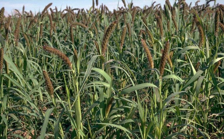 10 jenis serealia dan umbi-umbian - PR Sekolahku