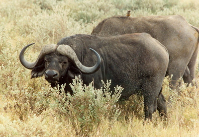 Water Buffalo | The Life of Animals