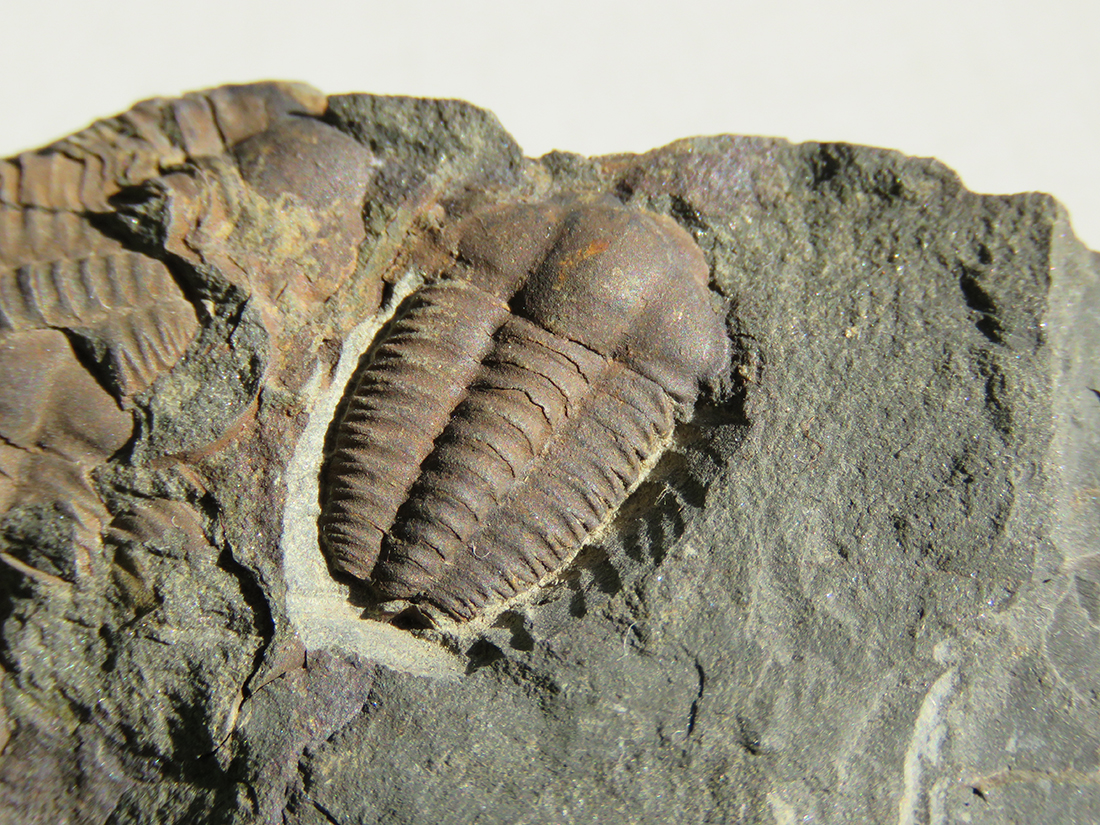 CURIOSIDADES CIENTÍFICAS : Trilobites