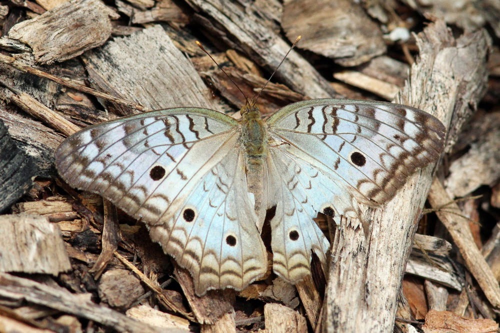 Rio Grande Valley Butterflies: National Butterfly Center, 7/10/14