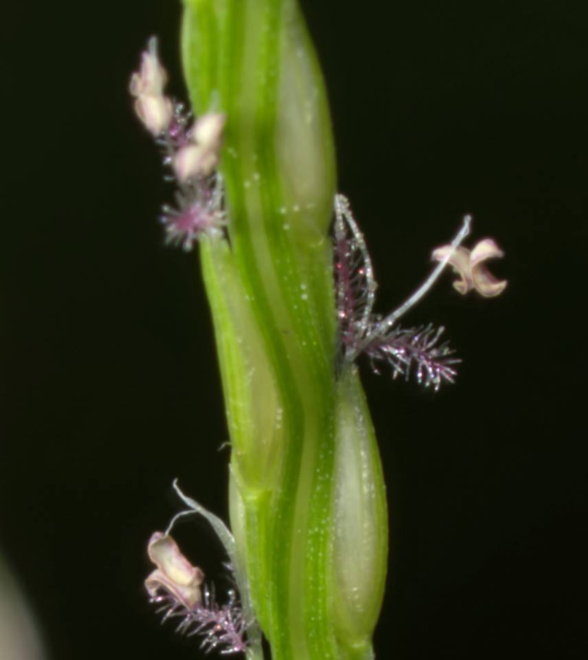 Nature Ramblers: Ramble Report August 10 2017