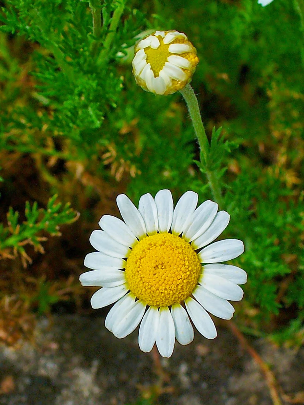 Aliméntate Orgánico Perú : MANZANILLA