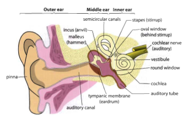 Tanya HL Bio: Rods, Cones & The Ear