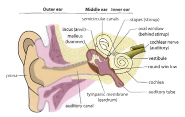 Tanya HL Bio: Rods, Cones & The Ear
