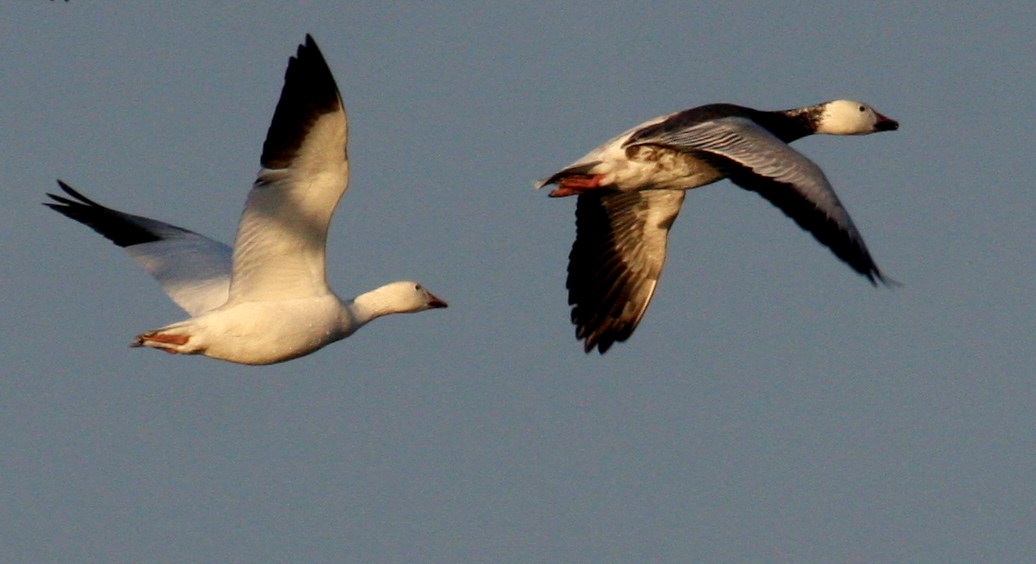 Tuckertown: The Dark Phase Blue Goose-Blue Gray-White Head Snow Goose ...