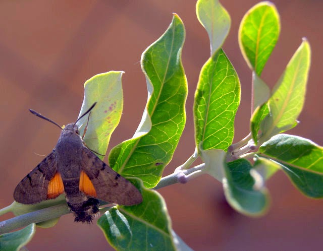 EL MUNDO DE YUYU: Polilla La esfinge Colibrí