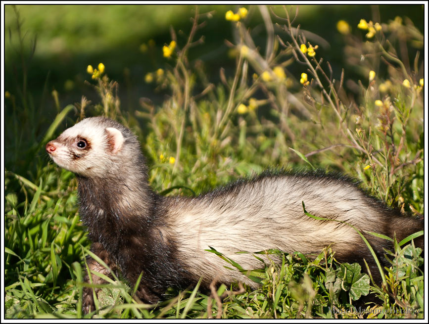 PERDIDO EN EL AMAZONAS: Mustela putorius furo (Huron)