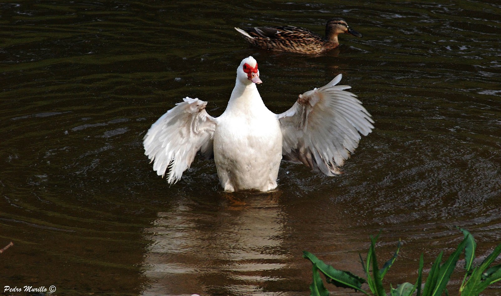 Las excursiones de Murillo "murillonature": Pato Criollo (Cairina ...