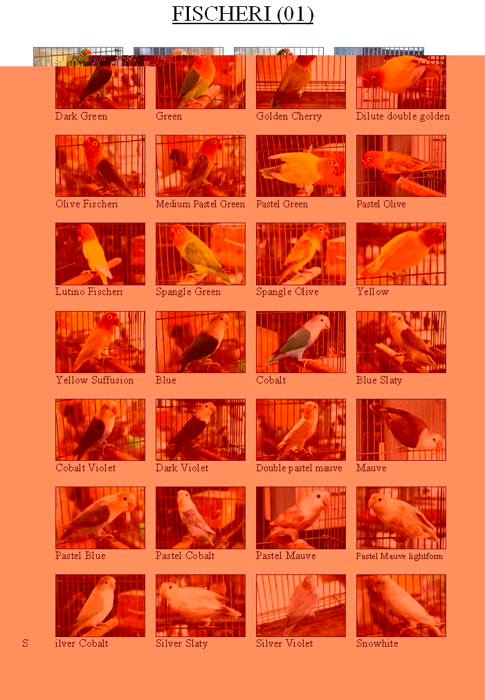 pecintaParbeng: JENIS-JENIS LOVEBIRD