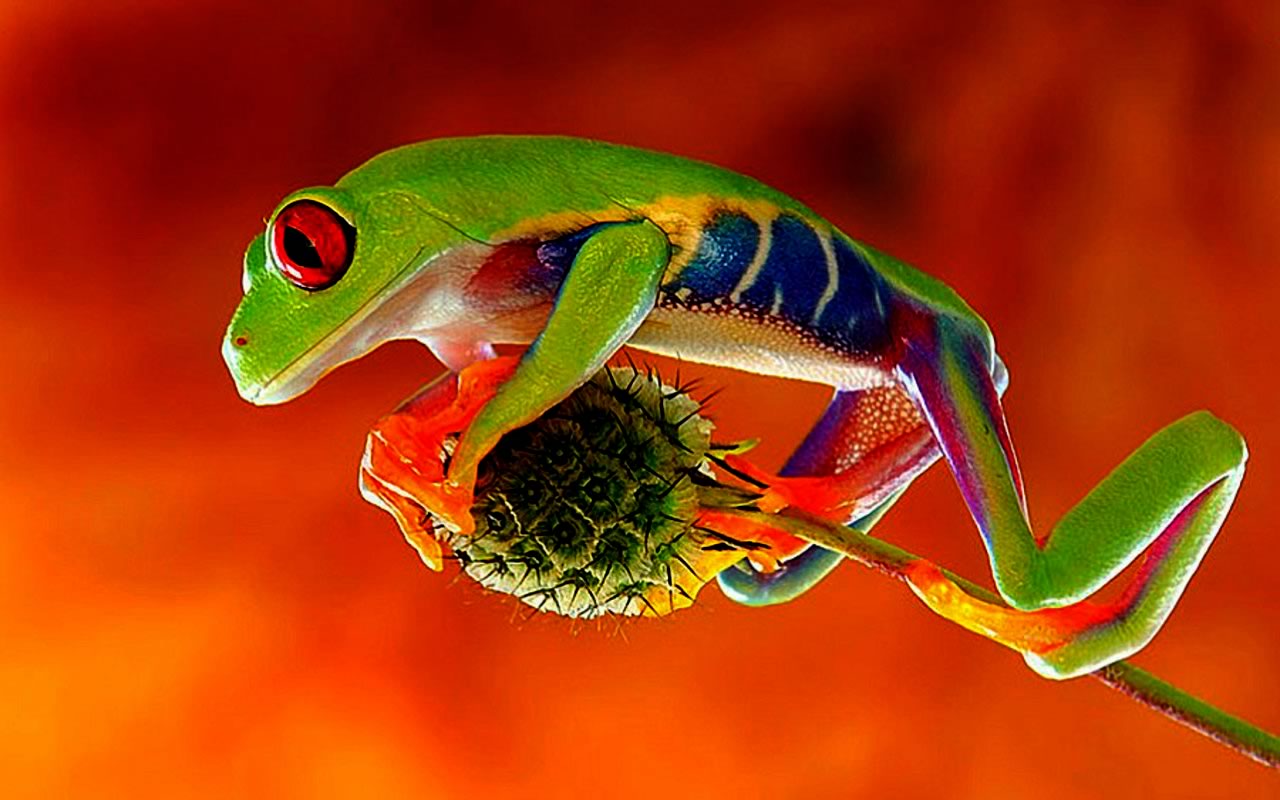 Fotos de animales: 25 wallpapers de ranas y sapos