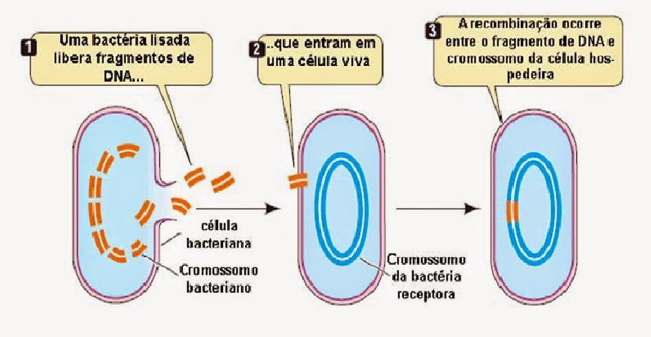 Transformacao Bacteriana