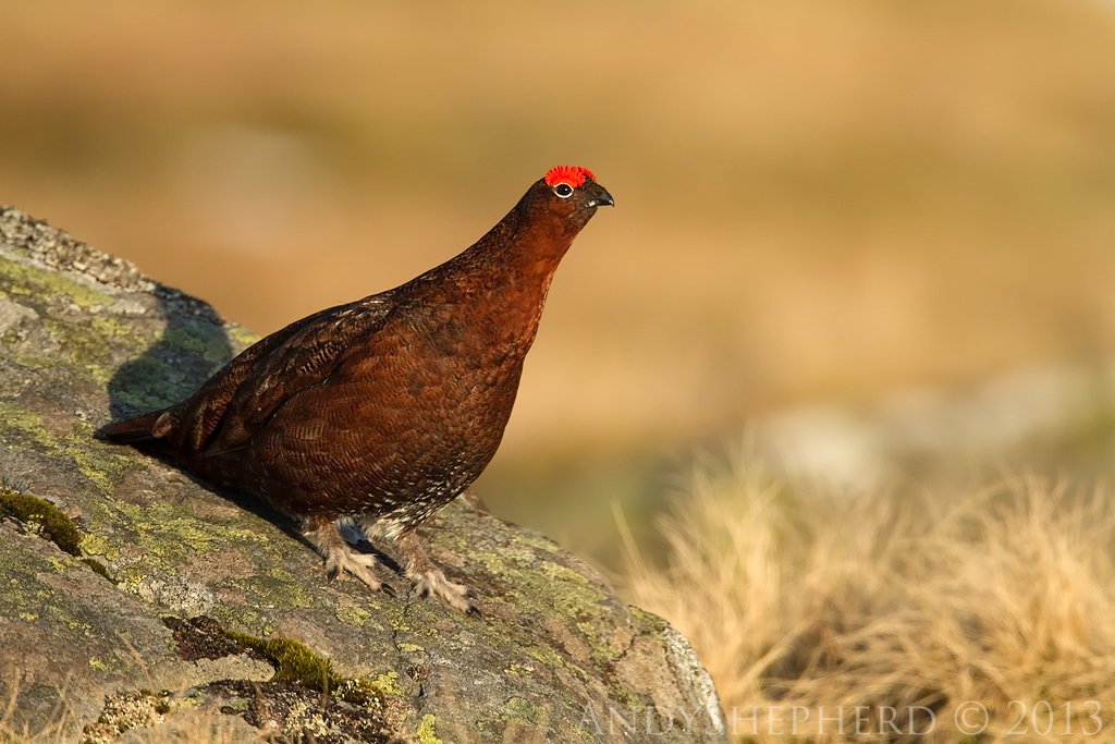 Andy Shepherd Wildlife Photography: Red Grouse