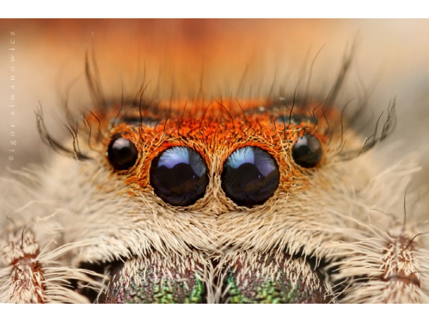 Head of photographs : EL MUNDO MACRO (Igor Siwanowicz)