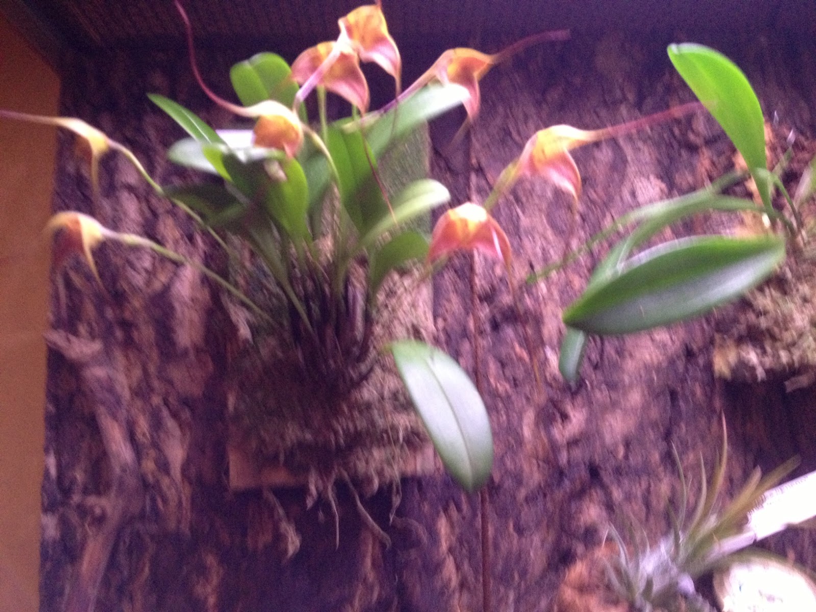 The Orchid Enthuthiast