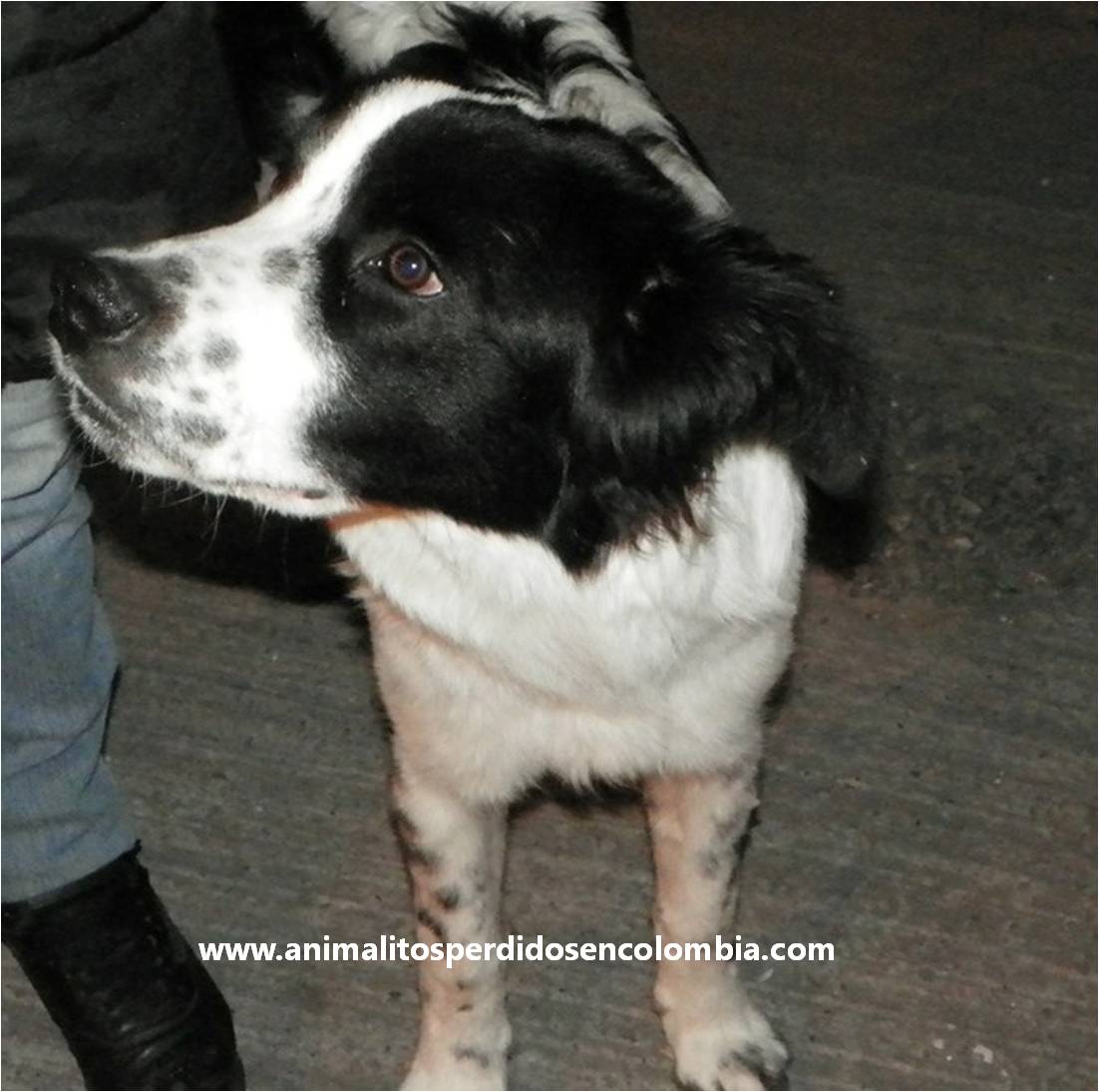 Animalitos Perdidos en Colombia: PERDIDO BOGOTÁ- PERRO CRIOLLO BLANCO ...