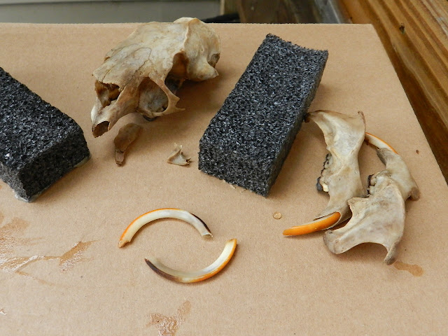 Nature in a Nutshell: Cleaning Skulls and Setting Cameras