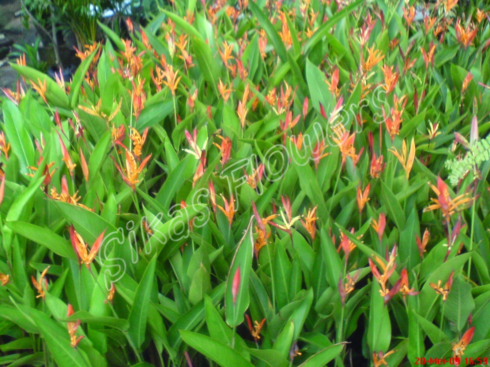Helikonia - Sikas Flowers