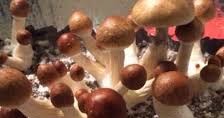 शिटाकी मशरूम - Mushroom One