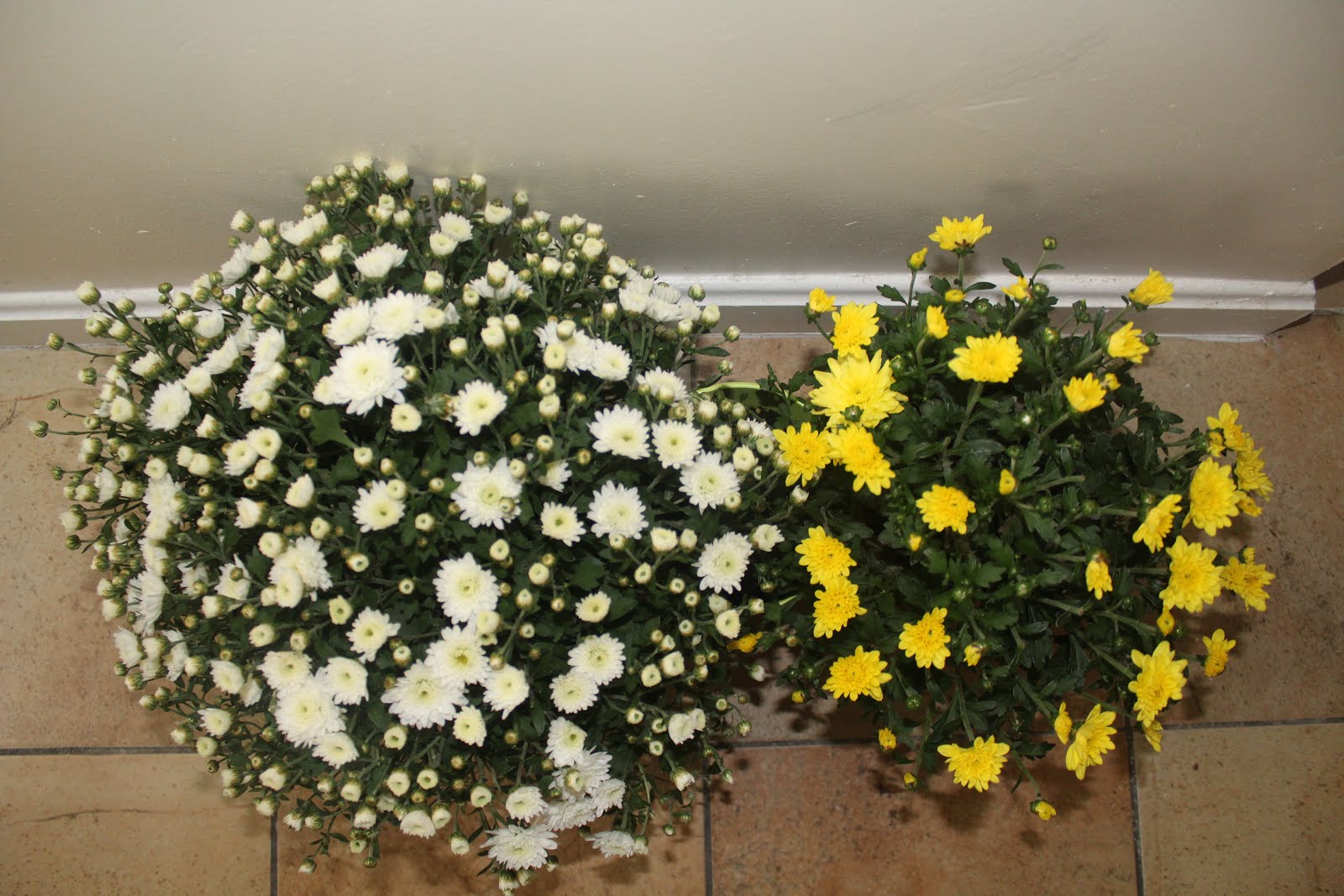 Festivals and Flowers: Hardy mums/Chrysanthemum/Samanthi Poo-My Garden Diva