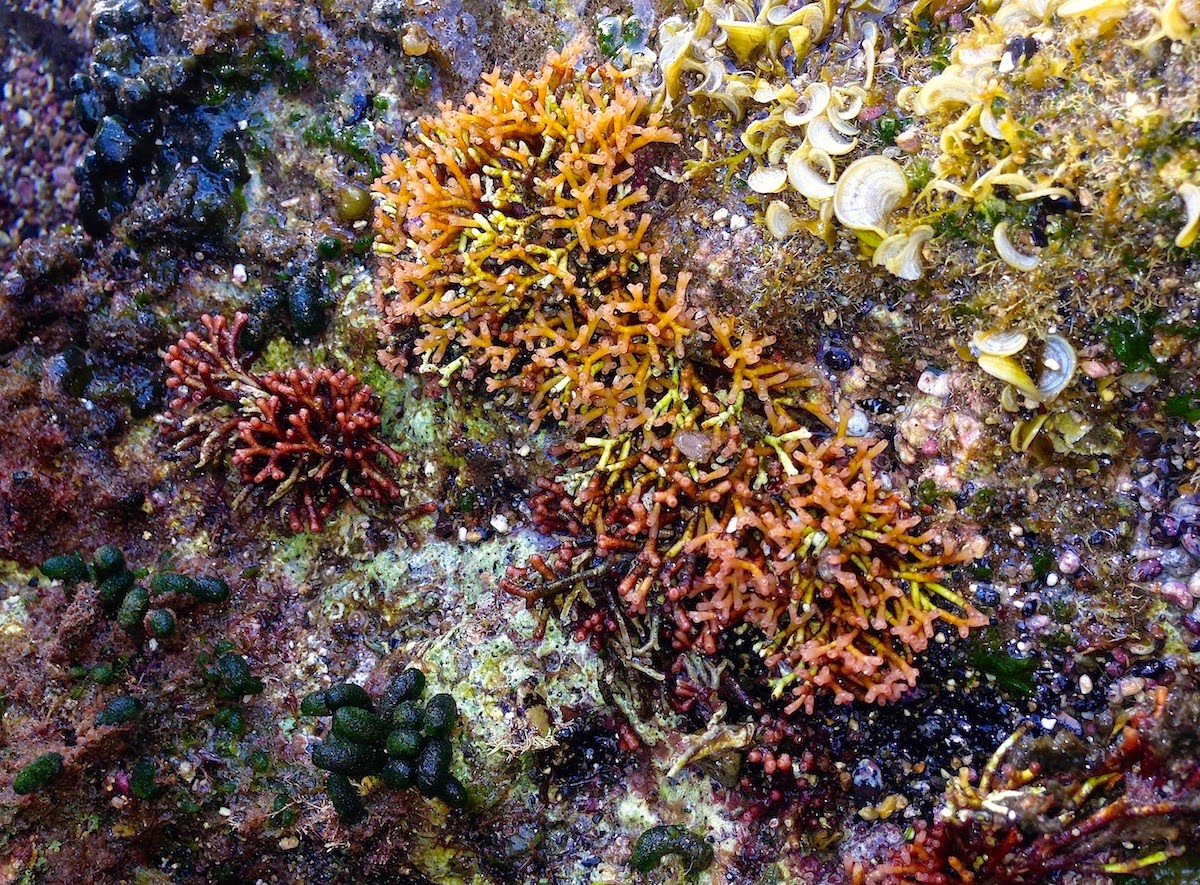 Rafael Microfauna Marina: Galaxaura rugosa (Algas rojas)