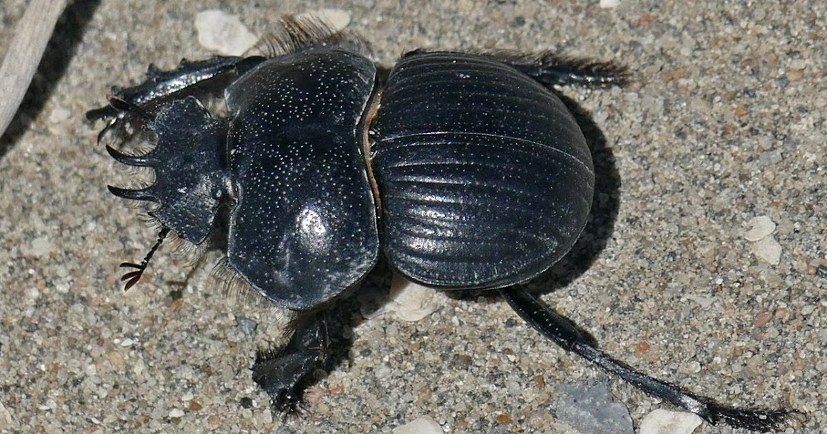 Variety of Life: Eucraniini