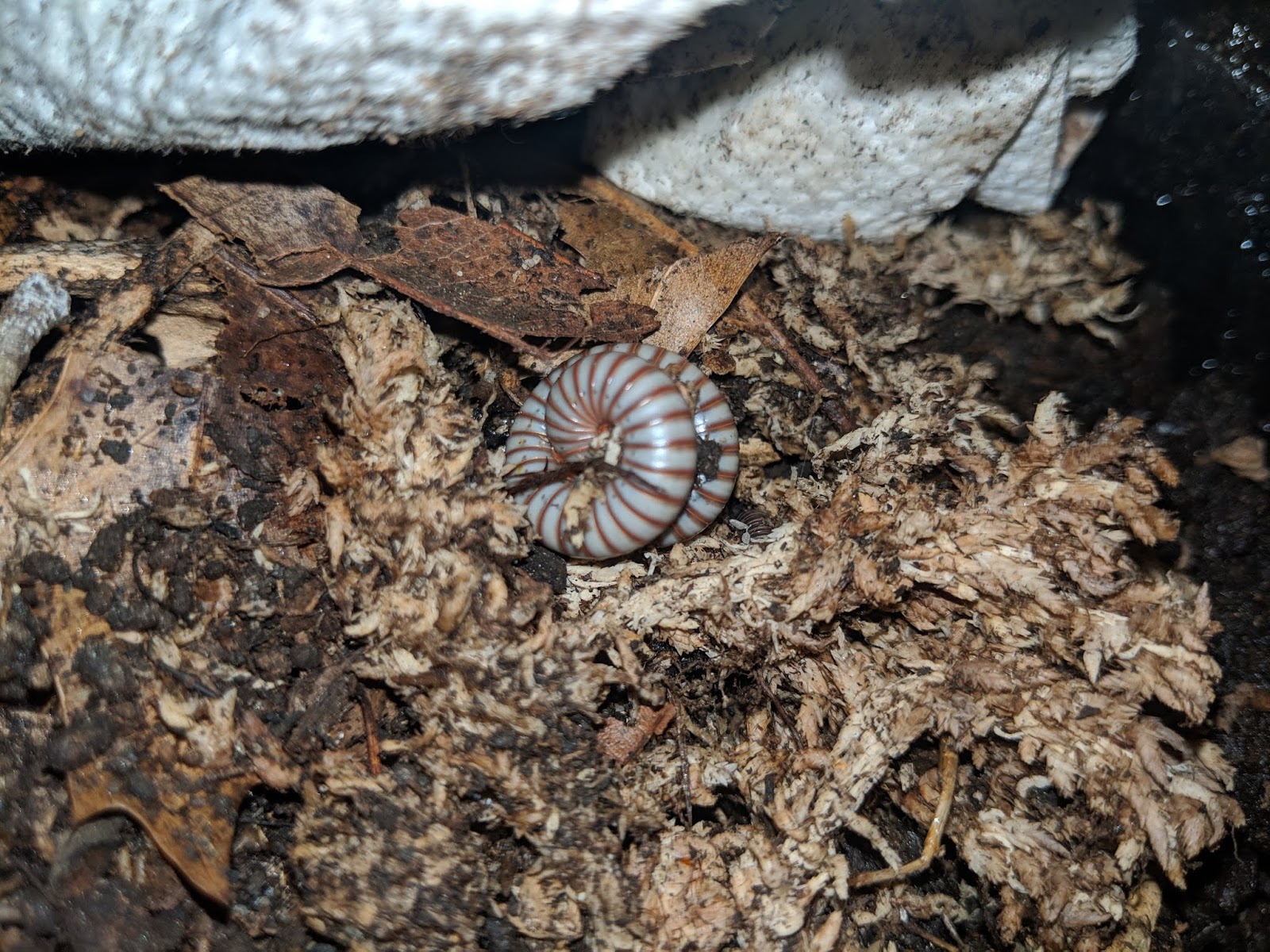 Cycloptic Exotics Availability