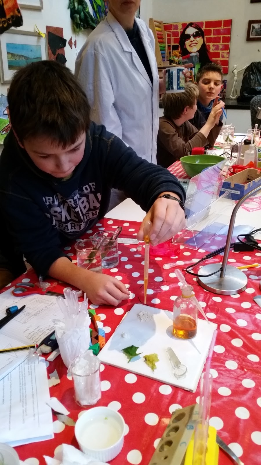 SLHE Science: January: Testing leaves for starch, and conditions needed ...