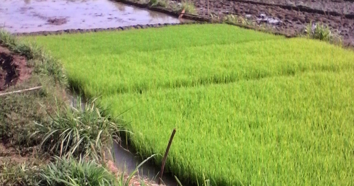 Waroeng Tani: Cara melakukan Persemaian Tanaman Padi