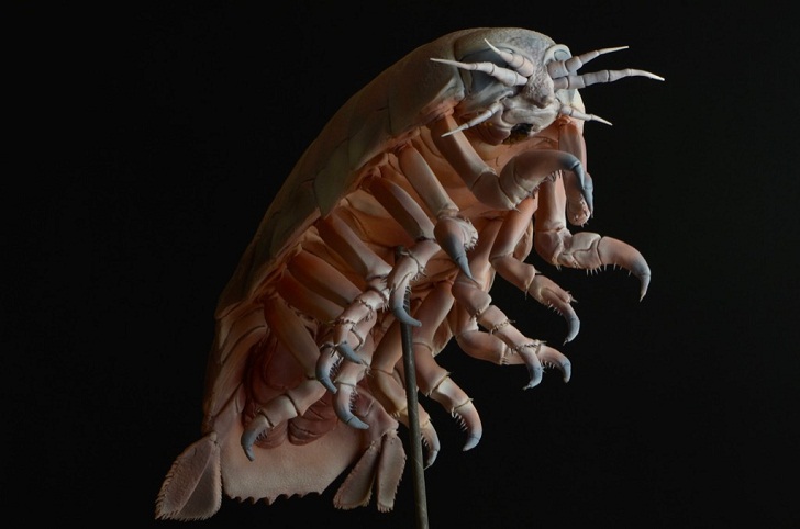 Bathynomus, Spesies Isopoda Raksasa Terbesar di Dunia | Naviri Magazine