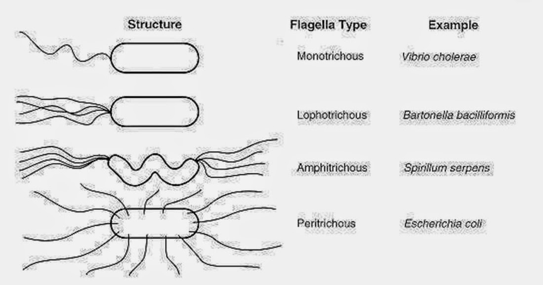 SENTHIL PRABHU SIVASAMY: Hanging Drop Method (Motility Determination)
