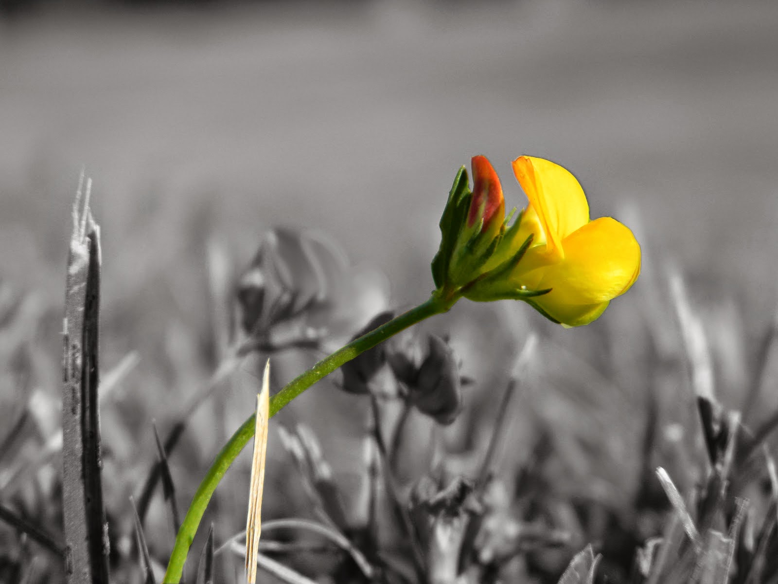 Lonely Sad Yellow Flower I am so Lonely I'm So Lonely...
