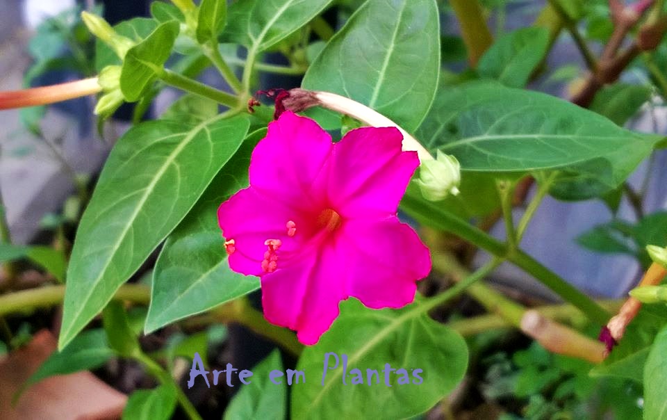 Arte em Plantas: Que Maravilha!!!!! Uma planta linda e com flor muito ...