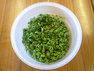 Glaitness Class 1P: Cress Growing Experiment