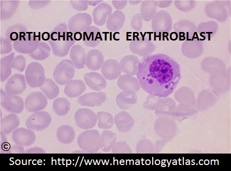 Lab Atlas: Orthochromatic Erythroblast