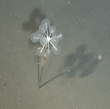 Real Monstrosities: Ping-pong Tree Sponge
