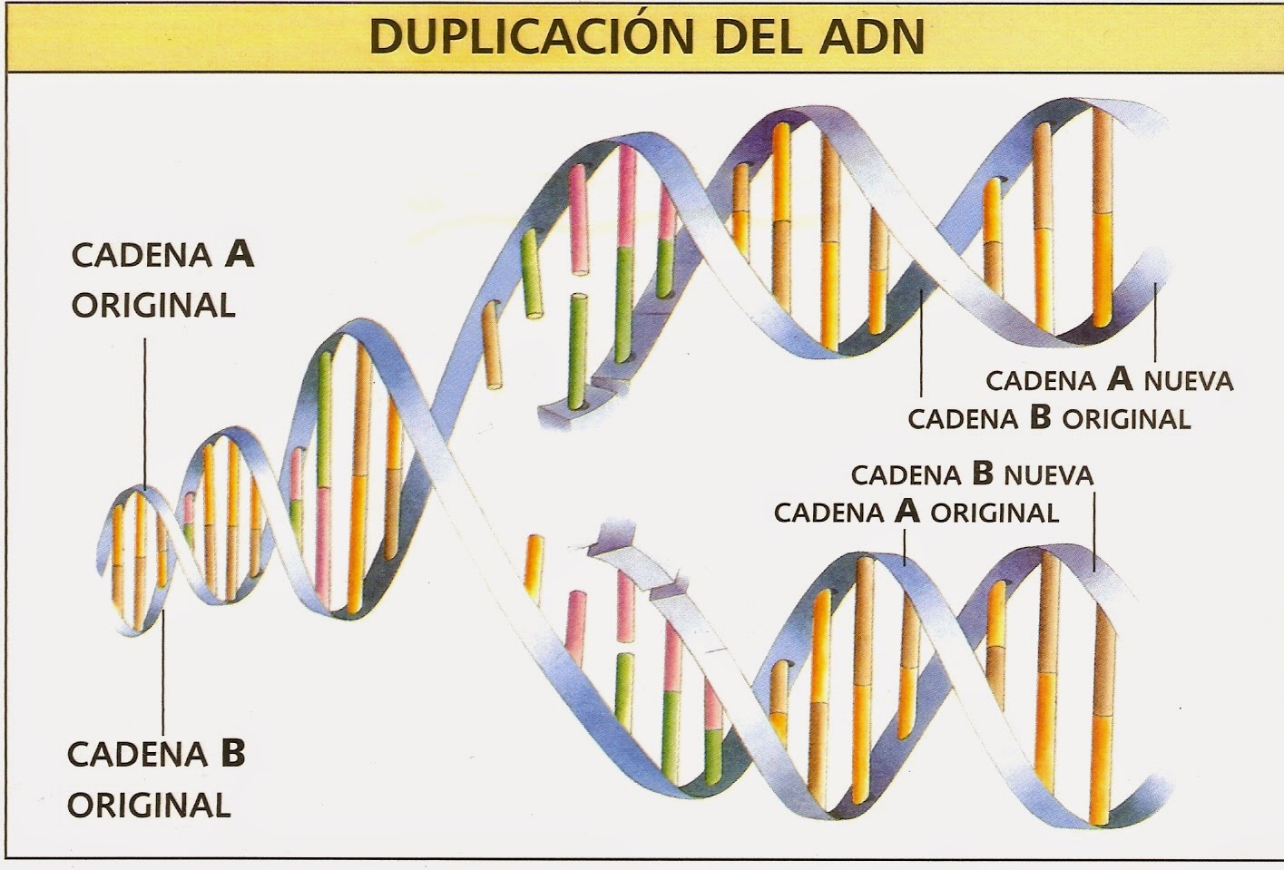 BIOLOGÍA CELULAR Y MOLECULAR: IV.4. Replicación del ADN